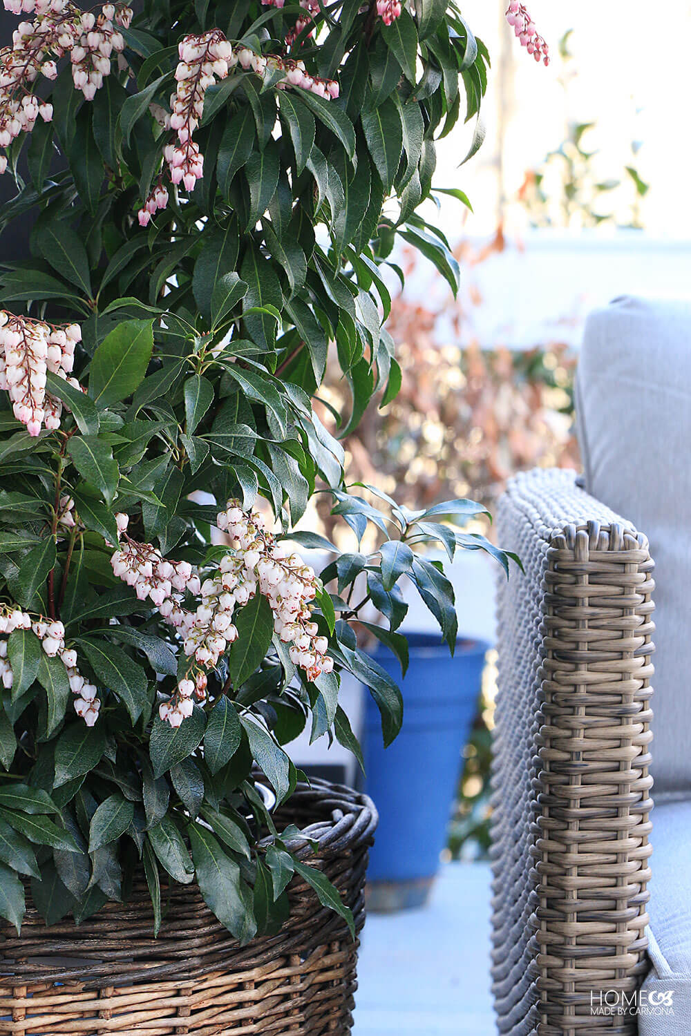 Cold-Hardy-Plants - Home Made By Carmona